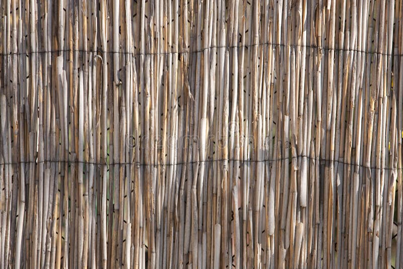 Reed background stock photo. Image of rattan, simple - 13738824