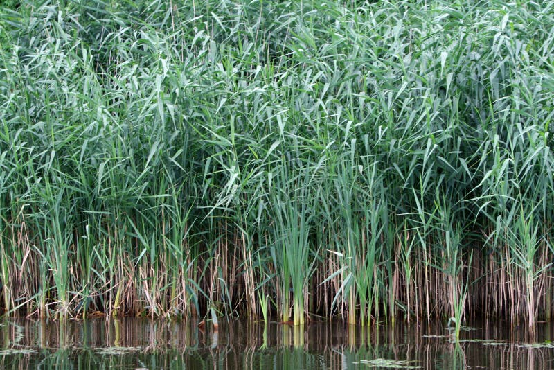 Reed background stock image. Image of landscape, river - 17186773