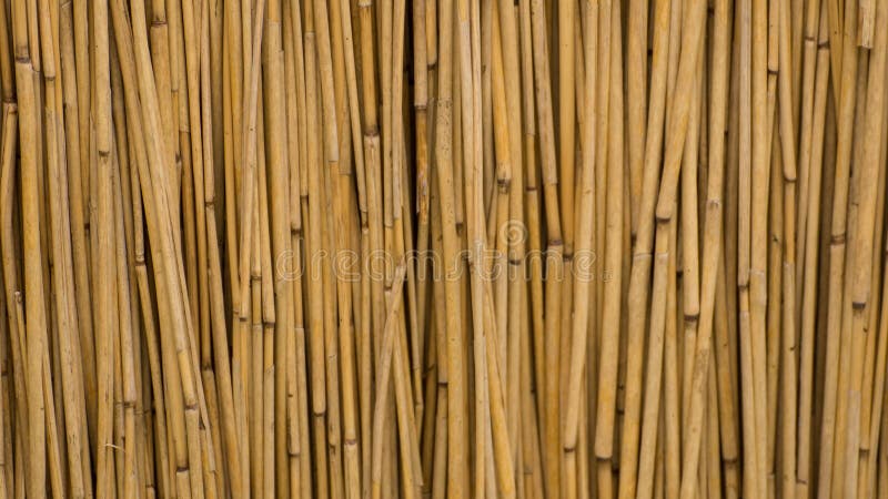 Reed Background imagen de archivo. Imagen de arena, verano - 31342643