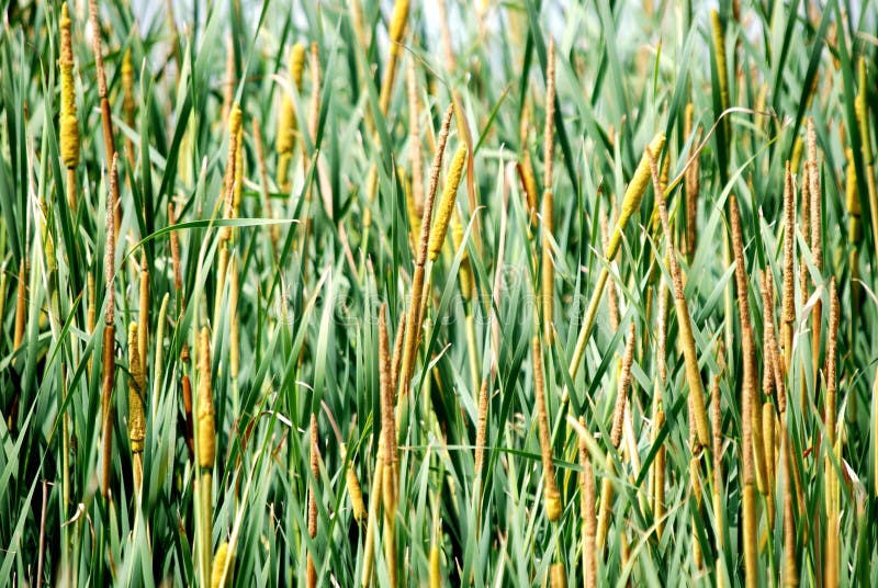 Reed background stock image. Image of bullrushes, pamper - 7485557
