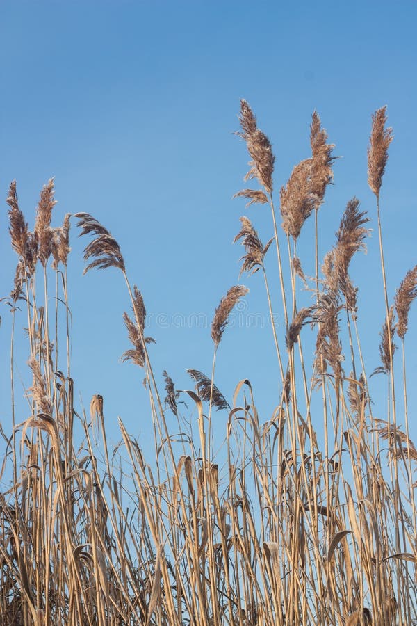Reed stock image. Image of environment, reeds, background - 35920513