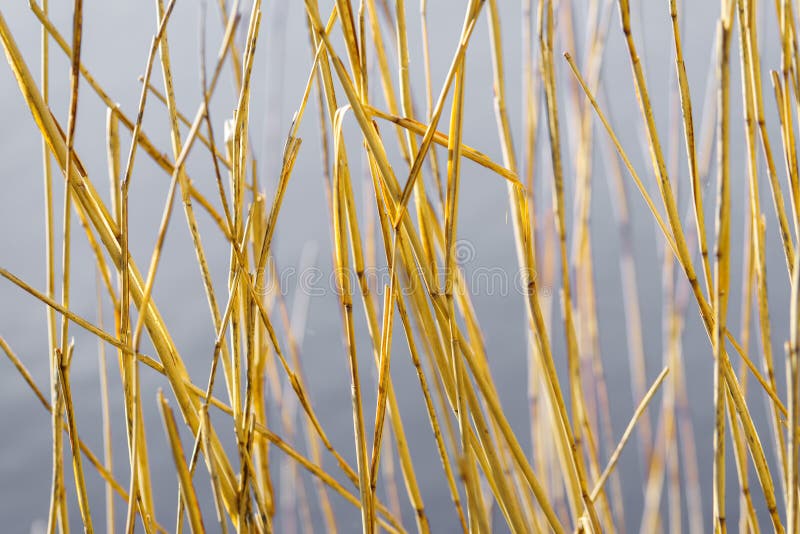 Reed background stock photo. Image of wetland, lake - 276077796