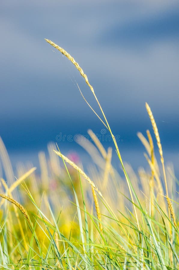 Reed background stock image. Image of dune, landscape - 98470501