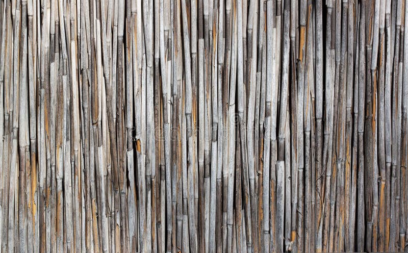 Reed Background - RAW Format Stock Image - Image of season, vertical ...