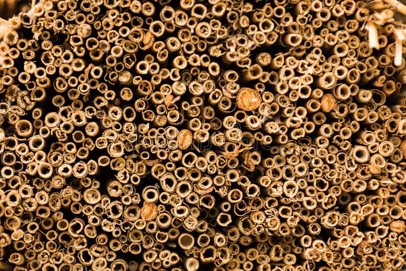 Reed Texture.Yellow Reed or Straw Background Stock Image - Image of ...