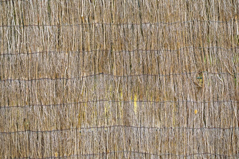 Reed background stock image. Image of reed, tropical - 128406695