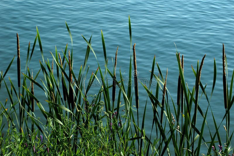 Reed bank stock image. Image of bank, reed, waves, nature - 161373