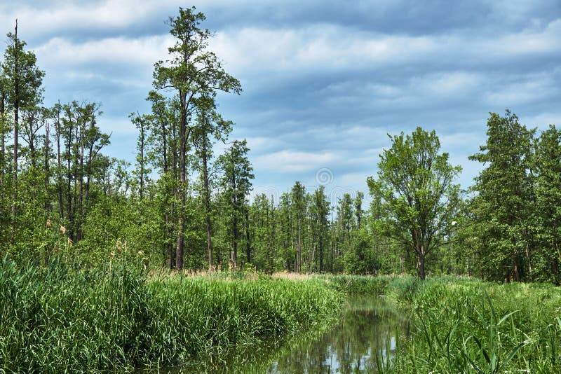 Reed on the Bank of a Small River in a Forest Stock Photo - Image of ...