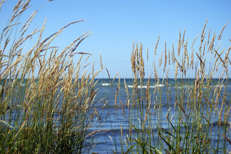 Reed at the beach stock image. Image of summer, sweden - 77203781