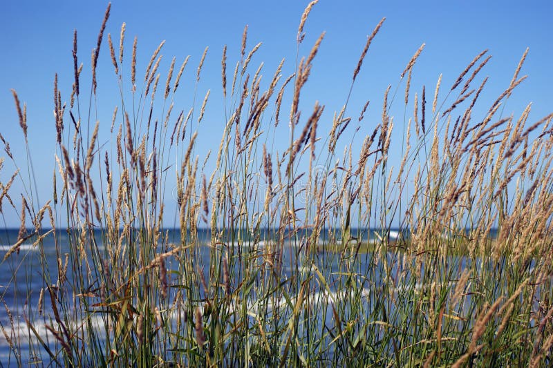 Reed at the beach stock photo. Image of ocean, macro - 77204022