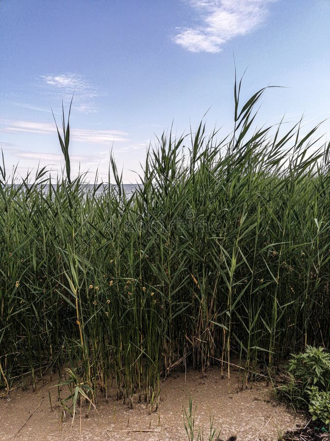 Reed on beach in summer stock image. Image of field - 229078263