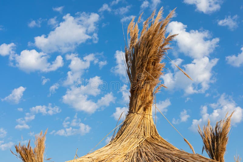 Reed beach umbrella stock photo. Image of reed, outdoor - 154389688