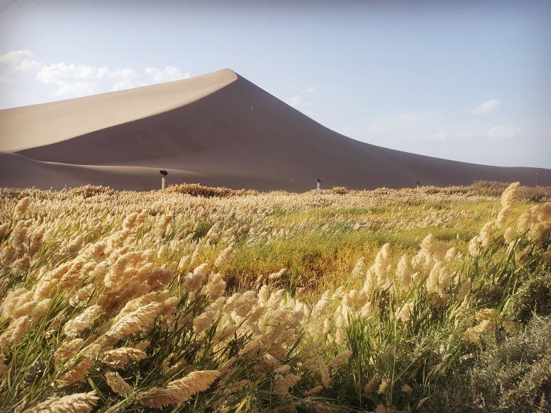 Reed stock photo. Image of hill, horizon, plateau, mountain - 270523320