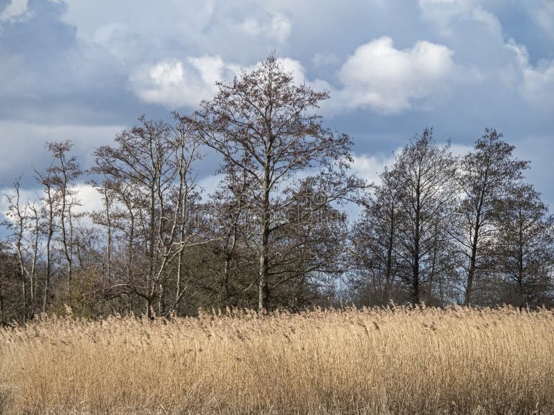 Reed Bed and Black Alder Trees in Winter Stock Photo - Image of reedbed ...
