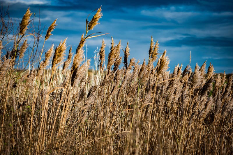 Common reed seed heads stock image. Image of heads, vegetation - 63414527