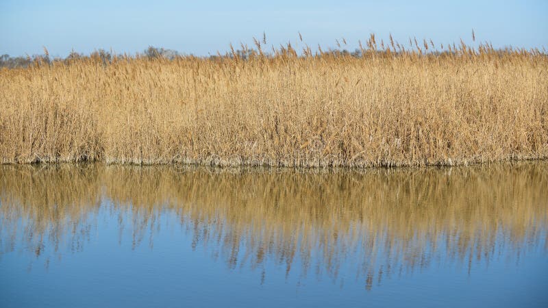 Reed bed stock image. Image of water, reeds, reed, europe - 69099227