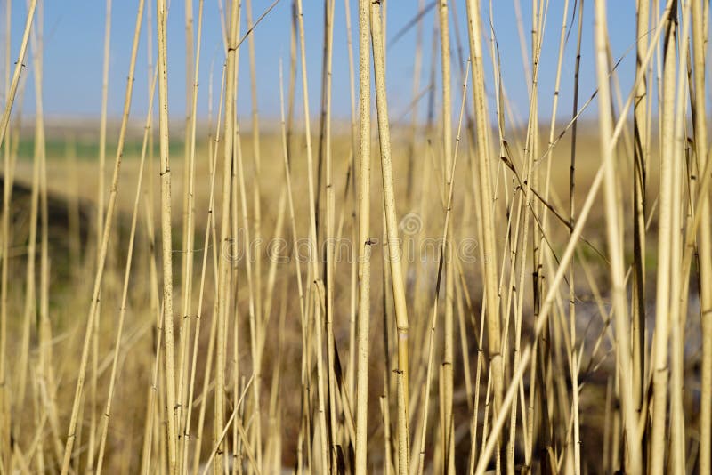 Reed Bed Template Texture Background Stock Photo - Image of reeds ...