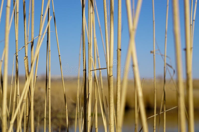Reed Bed Template Texture Background Stock Photo - Image of evening ...