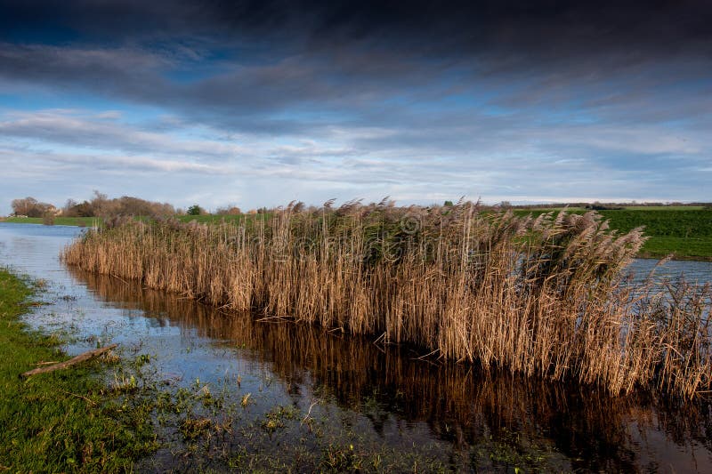Reed bed in water channel stock image. Image of broken - 62697015