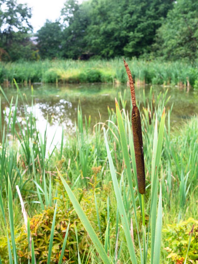 Reed Beds on Pond Shore on Summer Day Stock Photo - Image of plant ...