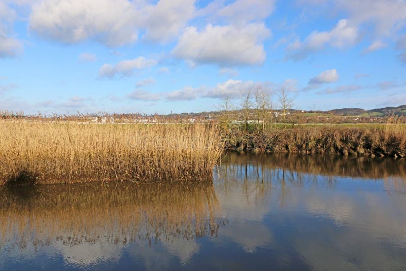 Reed Beds by the River Teign, Devon Stock Image - Image of newton ...