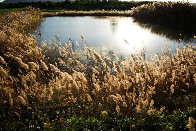 Reed bloom stock photo. Image of nature, grass, landscape - 7522660