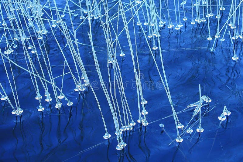 Blue Reeds Vase with 2024 Year Calendar Stock Image - Image of calendar ...