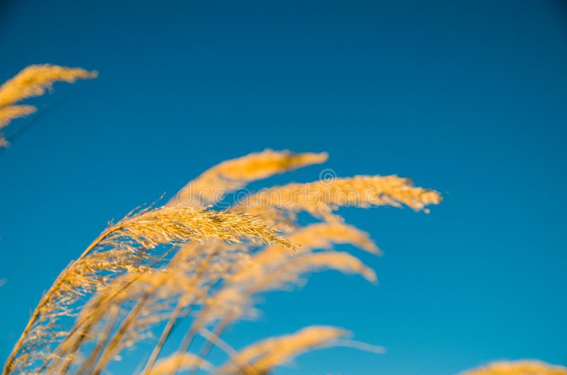 Reed in the blue sky stock image. Image of nature, reed - 93856611
