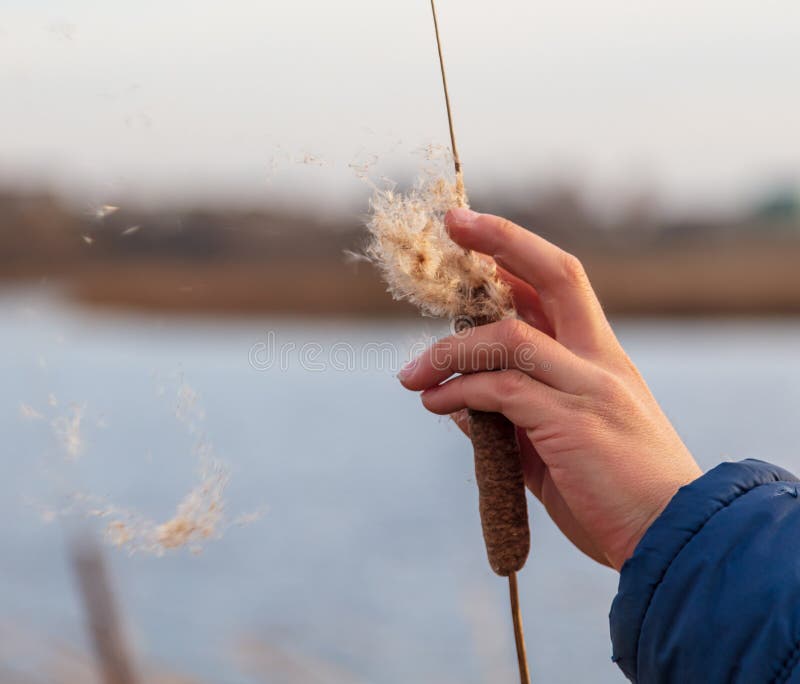 Reed in the boy s hand stock image. Image of pond, wealth - 196115911