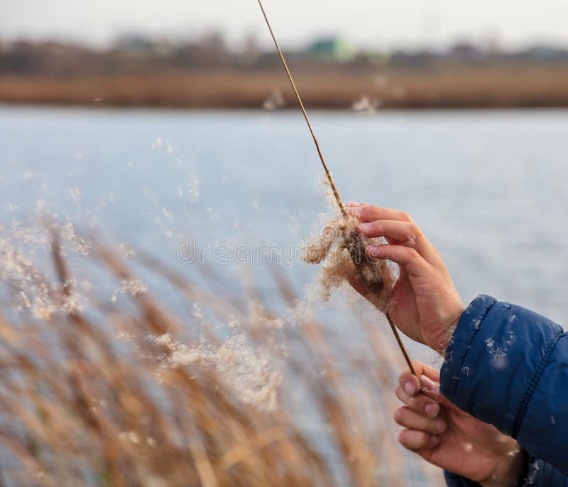 Reed in the boy`s hand stock image. Image of rush, nature - 196319507