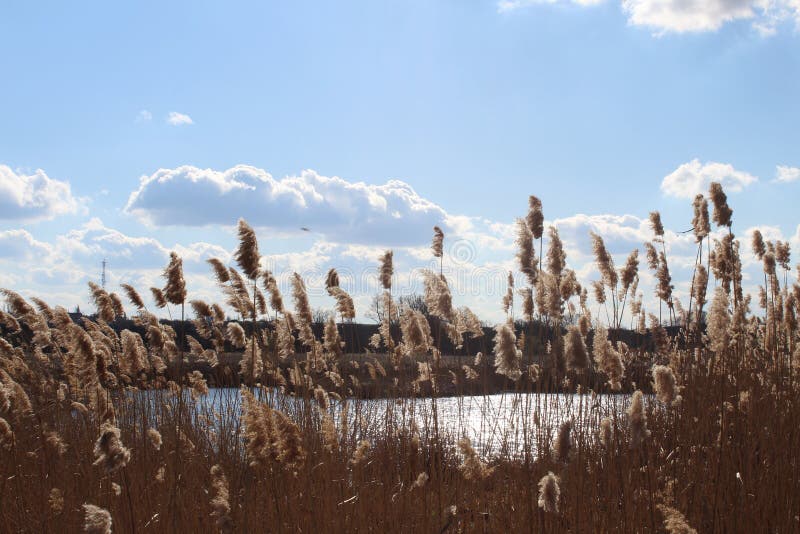 The Bulrush on the River Bank Stock Image - Image of holiday, summer ...