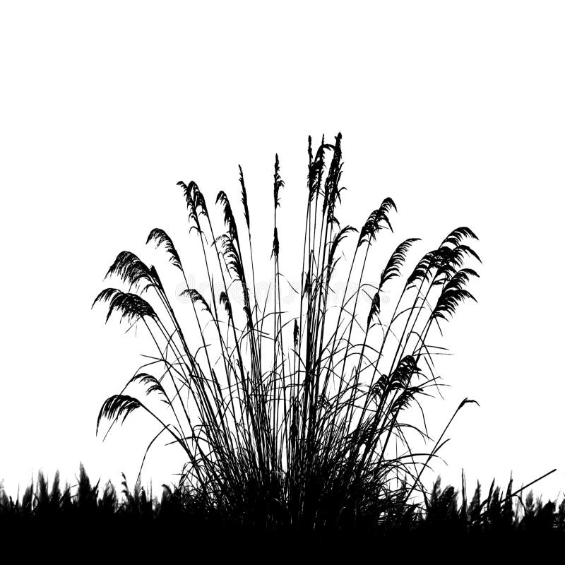Bulrush Vector Stock Illustrations – 1,641 Bulrush Vector Stock ...