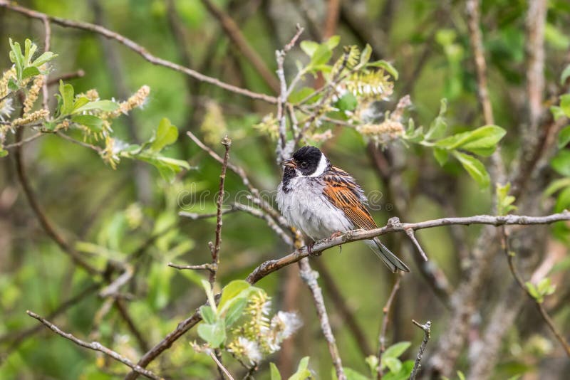 Reed Bunting bird stock photo. Image of outdoors, emberiza - 86002874