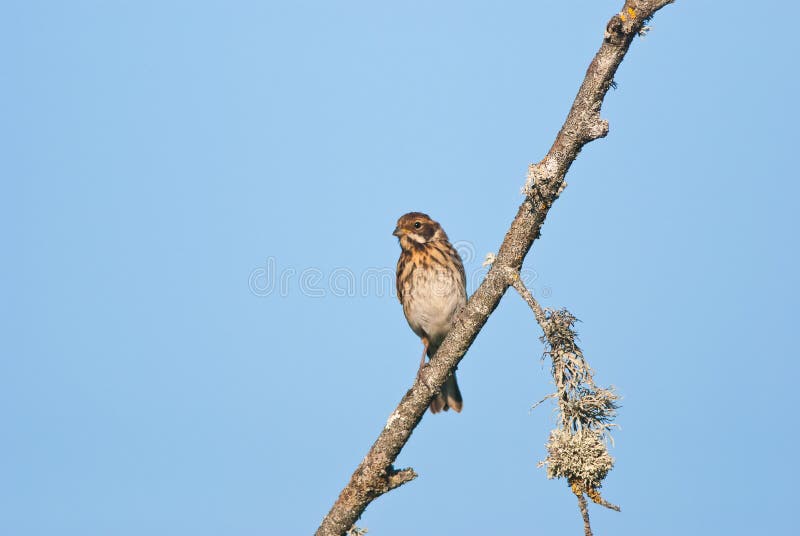 Female reed bunting stock photo. Image of wildlife, finch - 35064264