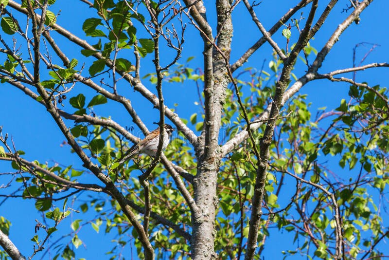 Reed bunting on a branch stock photo. Image of sits, sitting - 54788652