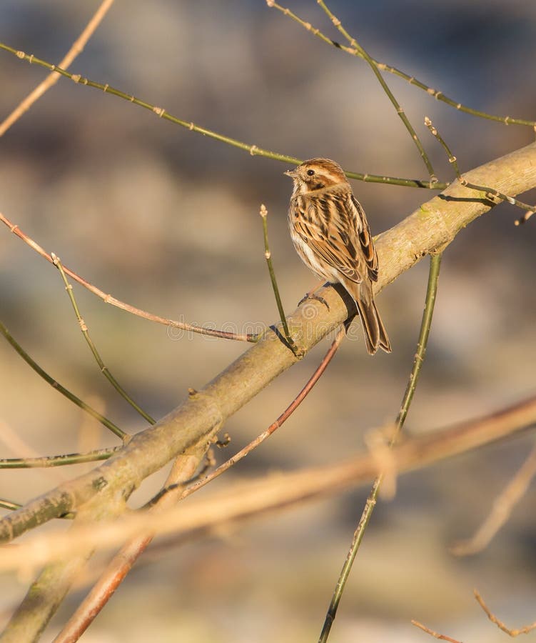 Reed Bunting Bird Perched On Branch Stock Photo - Image of branch, bird ...