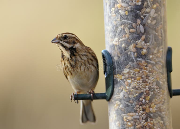 Reed Bunting on feeder stock image. Image of britain - 29236185