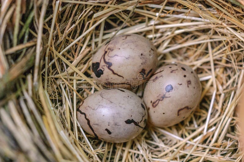 Reed Bunting Nest and Eggs Hidden in the Brush Stock Photo - Image of ...