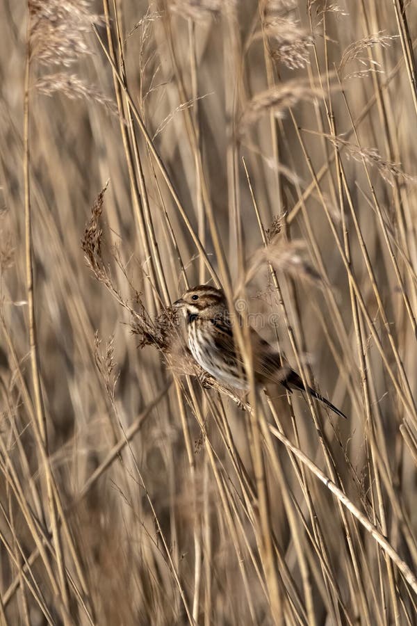Reed Bunting Bird Perched on Branch Stock Photo - Image of brown, white ...
