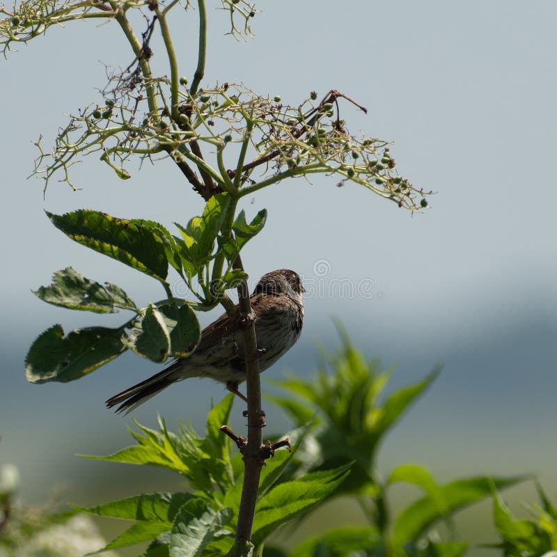 Reed Bunting Perched on an Elder Tree Stock Image - Image of songbird ...