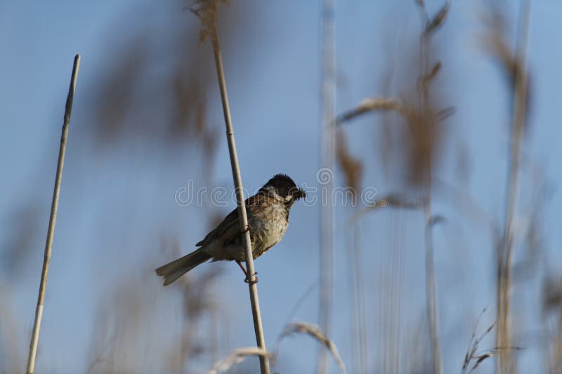 Reed Bunting on a Single Reed Close Up Detailed Stock Image - Image of ...