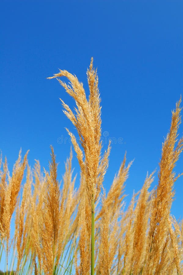 Reed in the wind stock photo. Image of blue, clouds, edge - 13499534
