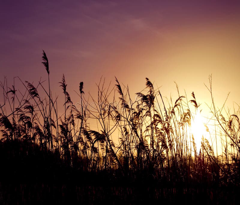 Sunset over reed stock photo. Image of light, horizon - 50196894