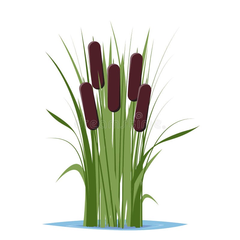 Cartoon Illustration of Reed in Water Stock Vector - Illustration of ...