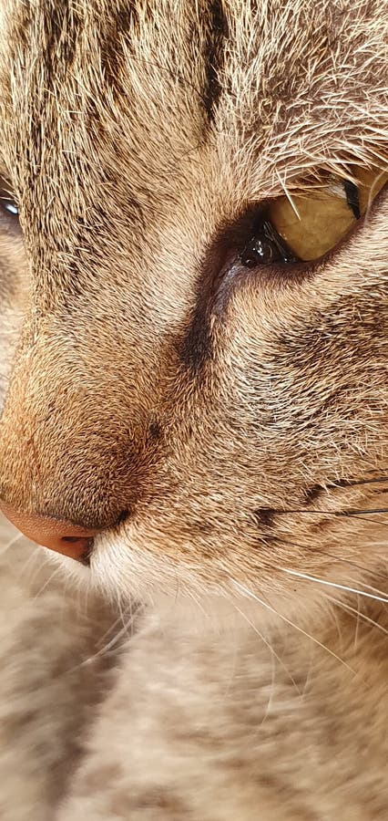 Cat Close-up. Reed Cat, Spotted . Stock Image - Image of diet, leaves ...