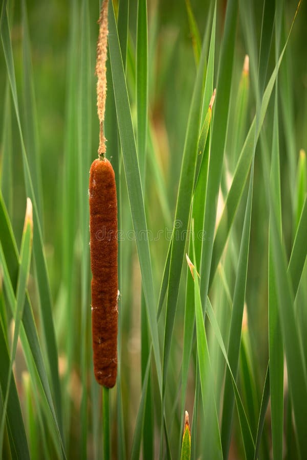 Reed and Cattails stock image. Image of outdoor, park - 43441777