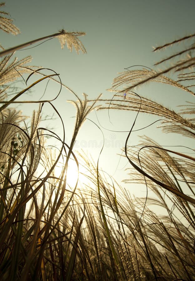 Reed stock image. Image of park, scenery, waterfront - 52367455