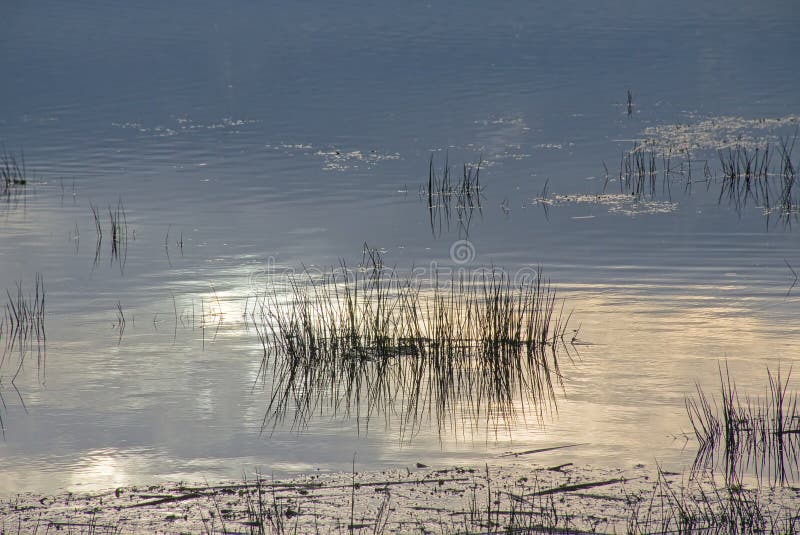Reed and Clouds Reflecting in the Rippling Water of the Marsh Stock ...