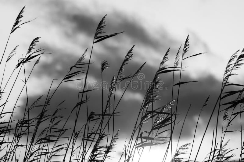 Reed Collar in Front of Sunset Glow Stock Photo - Image of reed ...