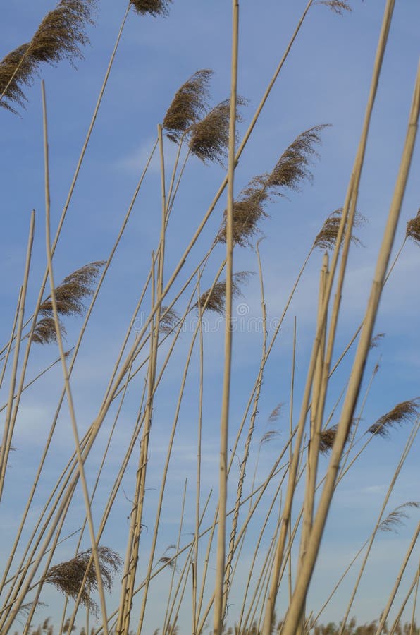 Reed stock photo. Image of spring, nature, reed, reeds - 52999174
